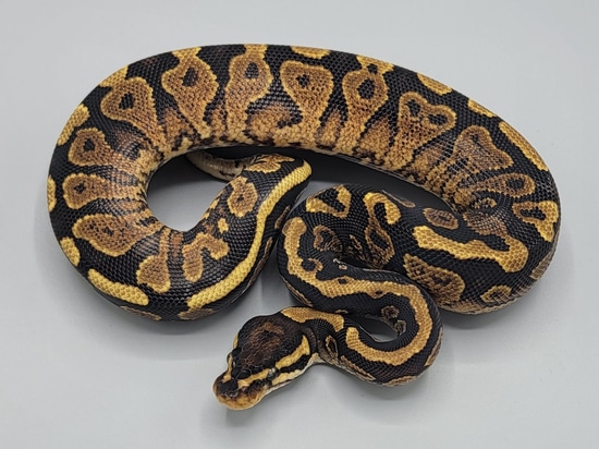 Yellowbelly Het Paint Ball Python by Milbradt & Caponetto Pythons