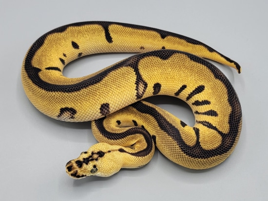 Pastel Leopard Enchi Clown Het Desert Ghost Ball Python by Milbradt ...