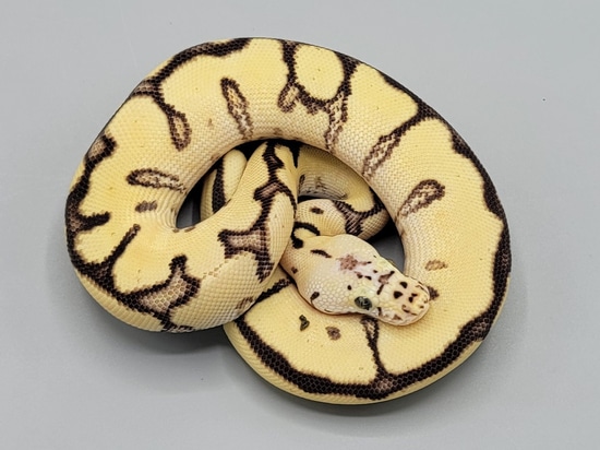 Spotnose Enchi Firefly Clown Het Desert Ghost Ball Python by Milbradt & Caponetto Pythons