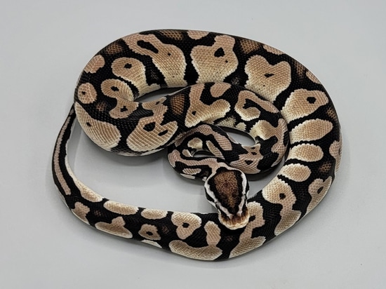 Pastel VPI Axanthic Double Het Desert Ghost/Clown Ball Python by ...