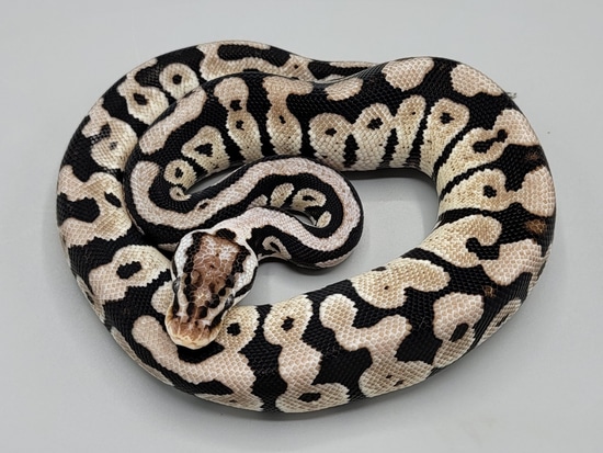 Pastel Spotnose VPI Axanthic Double Het Desert Ghost/Clown Ball Python ...