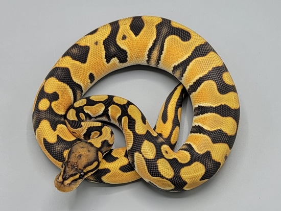 Orange Dream Hypo Triple Het Desert Ghost/Clown/Pied Ball Python by ...