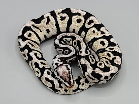 Pastel Spotnose VPI Axanthic Double Het Desert Ghost/Clown Ball Python ...
