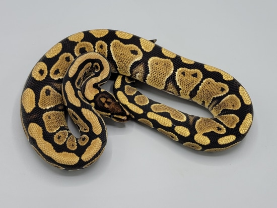 Yellowbelly Triple Het Desert Ghost/Hypo/Clown Ball Python by Milbradt ...