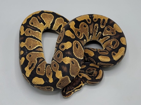 Triple Het Monsoon/Hypo/Pied Ball Python by Milbradt & Caponetto Pythons
