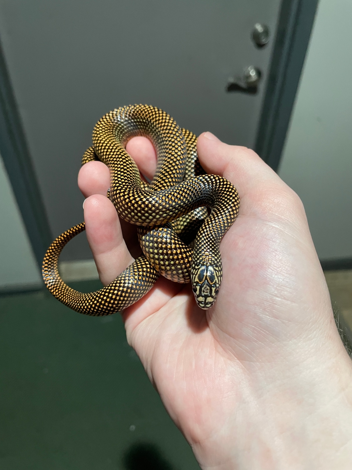 Patternless Apalachicola Kingsnake by Jake Goodman - MorphMarket