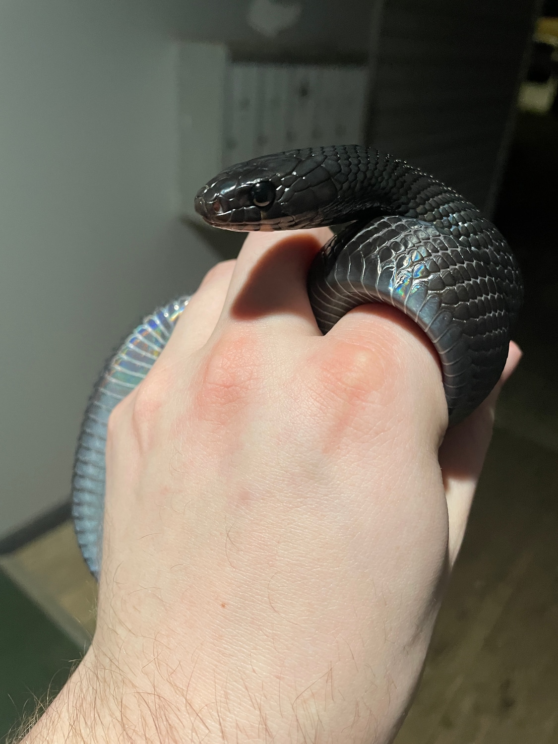 Eastern (Pet Quality) NC SALES ONLY Cribo & Indigo Snakes by Jake ...
