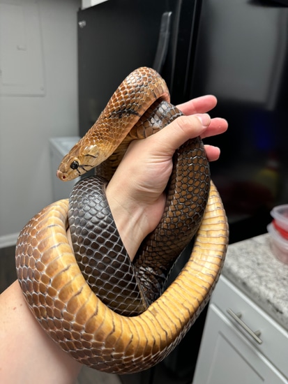 Yucatán Black-Tailed Cribo Cribo & Indigo Snakes by Jackie Goodman