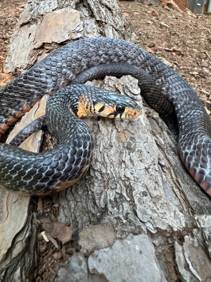 Subadult Female Red-bellied Mexican Indigo Snake Cribo & Indigo Snakes ...