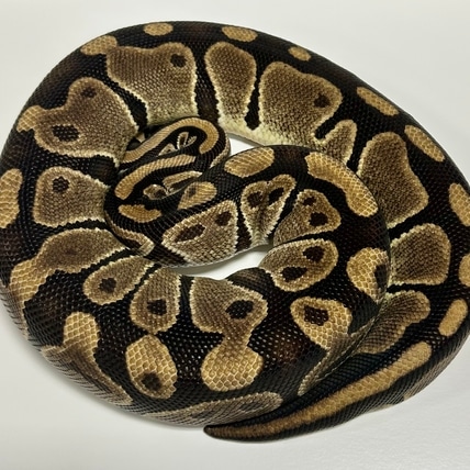Het Albino Het Pied Ball Python by Jake’s Snakes