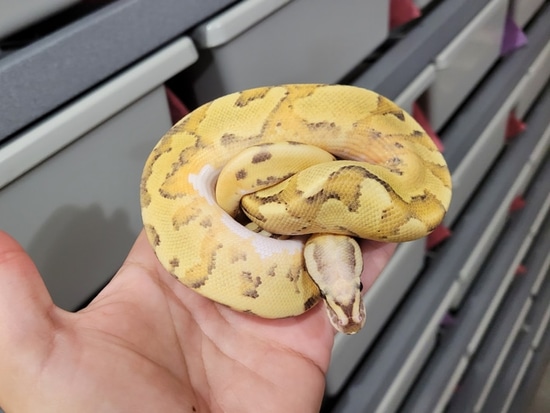 Vanilla Fire 100% Het Pied Ball Python by Jake’s Snakes