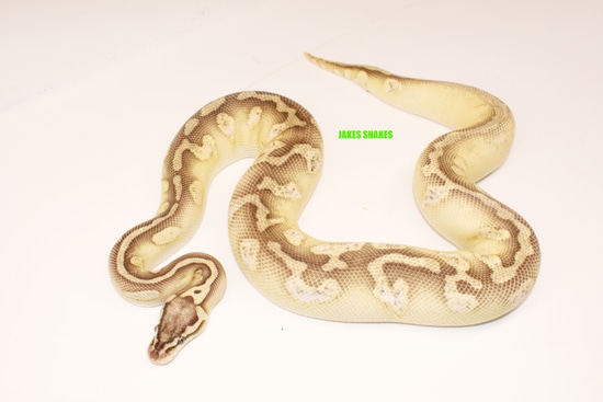 Firefly Lesser Sugar 100% Het Clown Ball Python by Jake’s Snakes