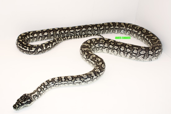 RTB Caramel Diamond Jungle Other Carpet Python by Jake’s Snakes