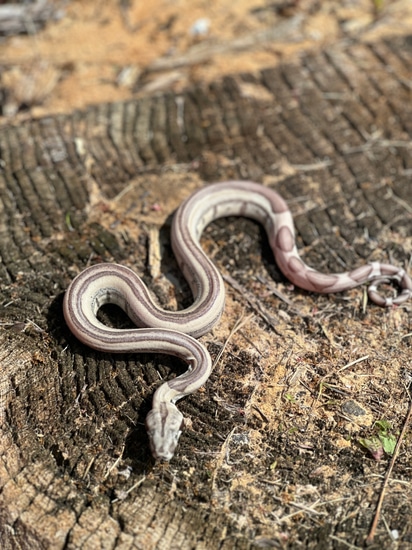 Poss) Super Hypo Jungle Ghost Het Moonglow Boa Constrictor by Jake’s Snakes