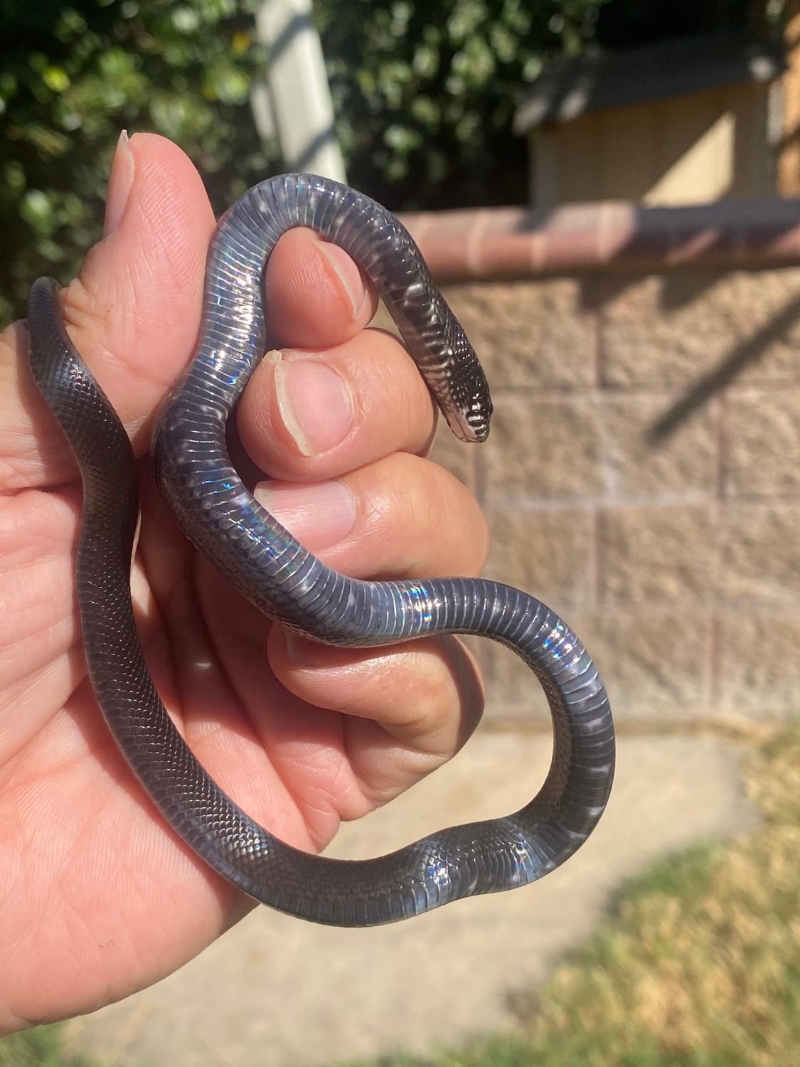 2022 Female MBK Mexican Black Kingsnake by JAM Colubrids - MorphMarket