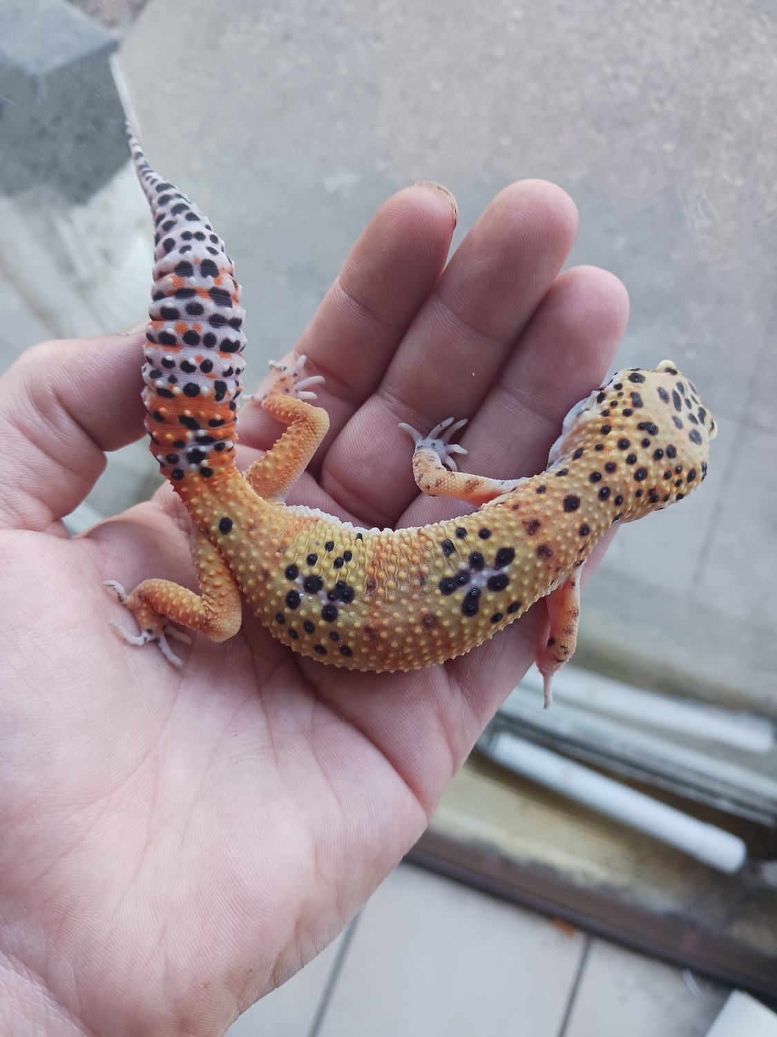 Blood Electric Tangerine Cross Het Tremper Leopard Gecko by ...