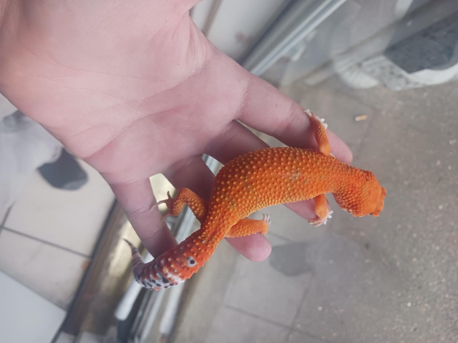 Tangerine Inferno No Hets Leopard Gecko by Truegeneticz - MorphMarket