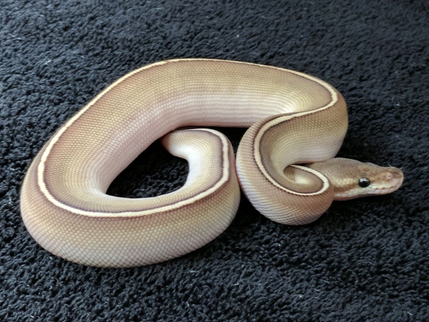 Bongo Cinnamon Lesser (Worlds First) Ball Python by Bergman Reptile Room - MorphMarket