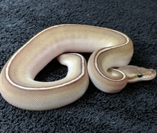 Bongo Cinnamon Lesser (Worlds First) Ball Python by Bergman Reptile ...