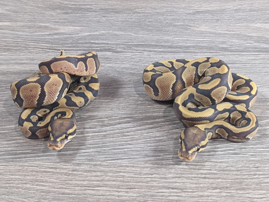 Pair: Hypomelanistic Double Het Desert Ghost/Piebald Ball Python by ...