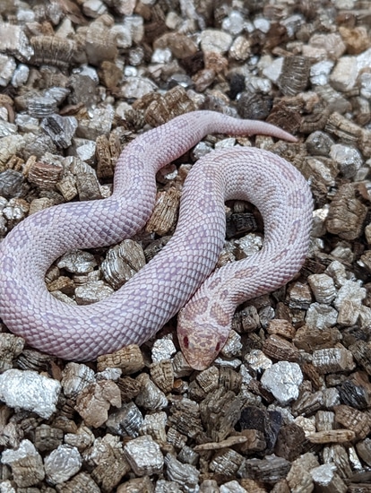 Lavender Super Arctic Albino Anaconda Western Hognose by Bergman Reptile Room