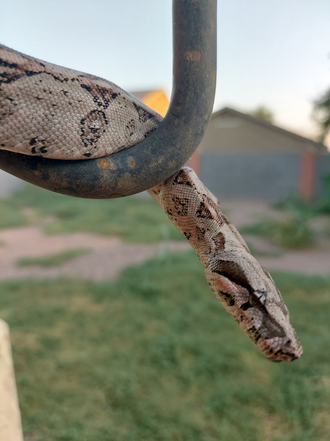 Sonoran Dwarf (Lipstick) Boa Constrictor by Dean's dwarf Boas - MorphMarket