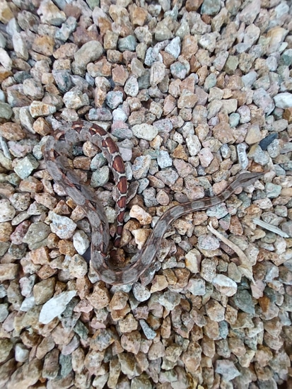 Sonoran Boa X Hypo Salmon Dwarf Boa Constrictor by Dean's dwarf Boas