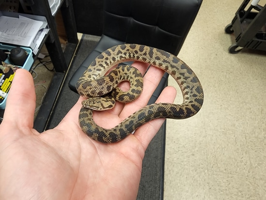 Cape York Spotted Python PAIR by Endless Scales