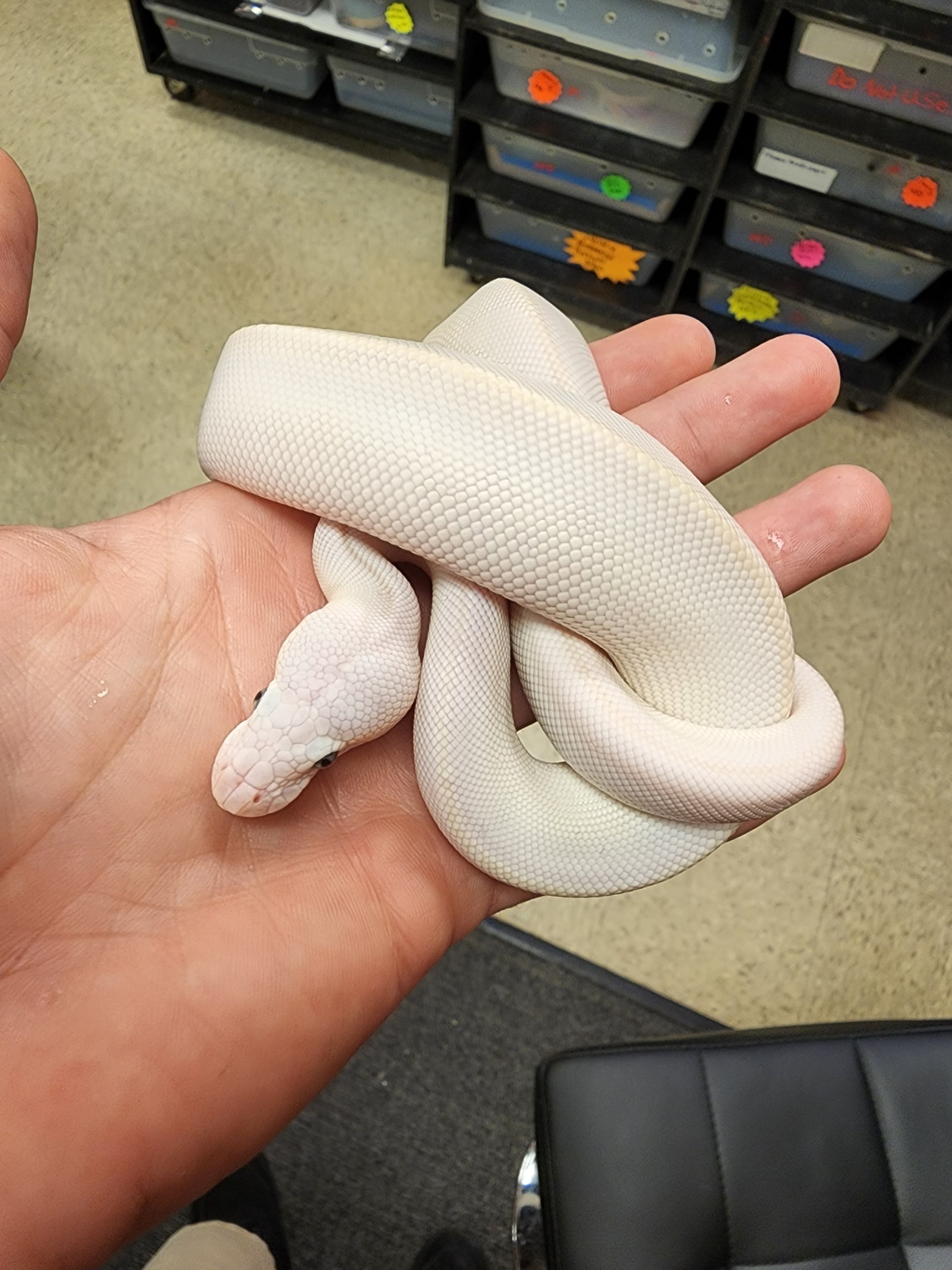 BEL Lesser Mojave Ball Python by Endless Scales - MorphMarket