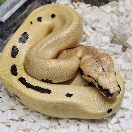 Endless Scales - MorphMarket