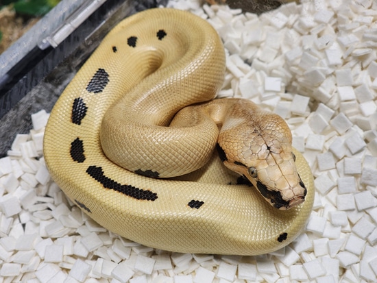 Magpie Blood Python by Endless Scales