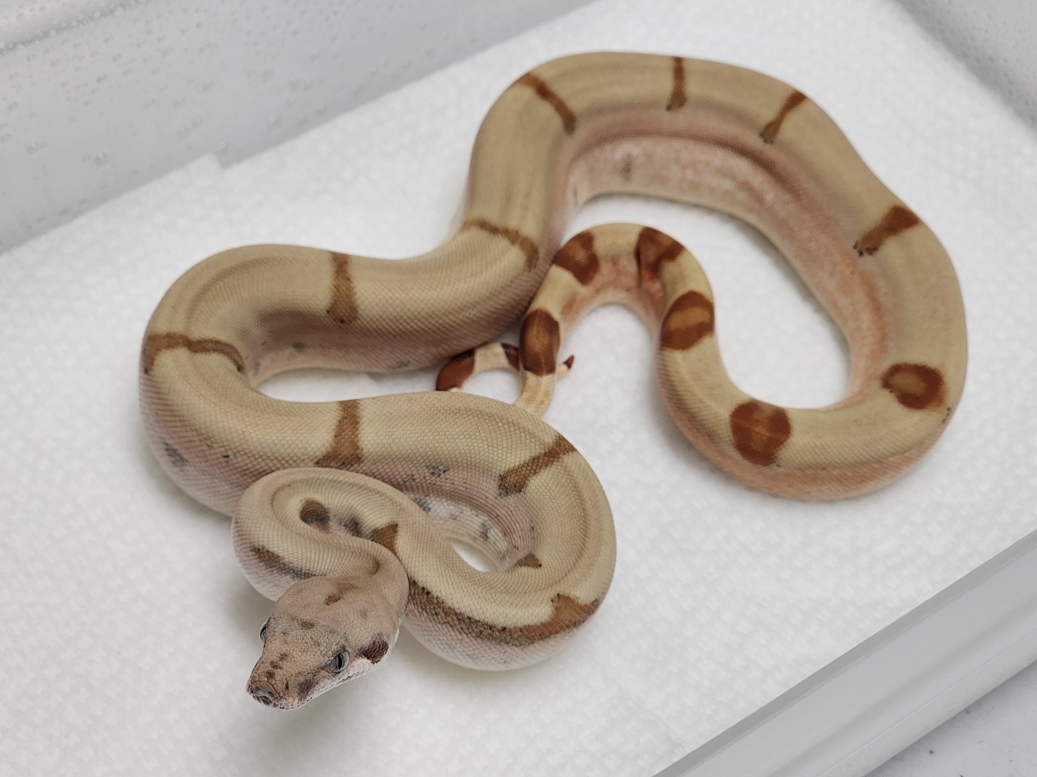 Pastel Dream Hypo Jungle Fire Boa Constrictor by Endless Scales ...