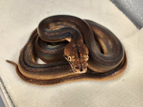 2023 25% Kalatoa Golden Child Tiger 100% Anery 100% HOGS Reticulated ...