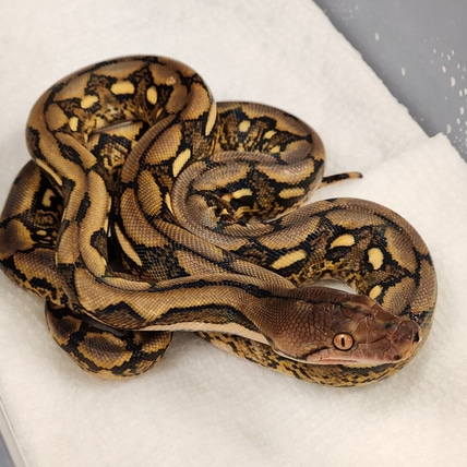 Endless Scales - MorphMarket