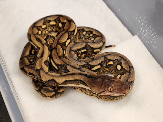 25% Kalatoa Tiger 100% Anery 50% HOGS Reticulated Python by Endless Scales