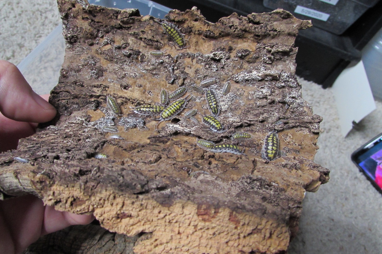 6 Porcellio Hassi "High Yellow" Isopod by JamesJeptiles - MorphMarket