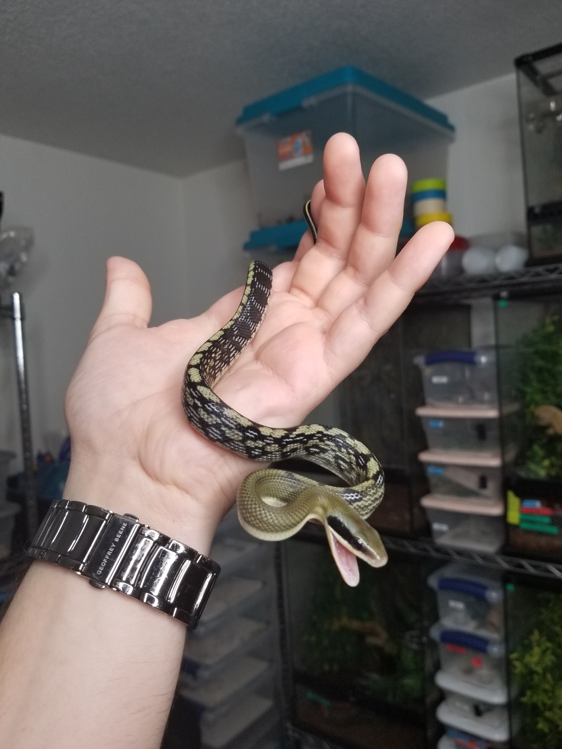 Blue Beauty Rat Snake by JamesJeptiles - MorphMarket