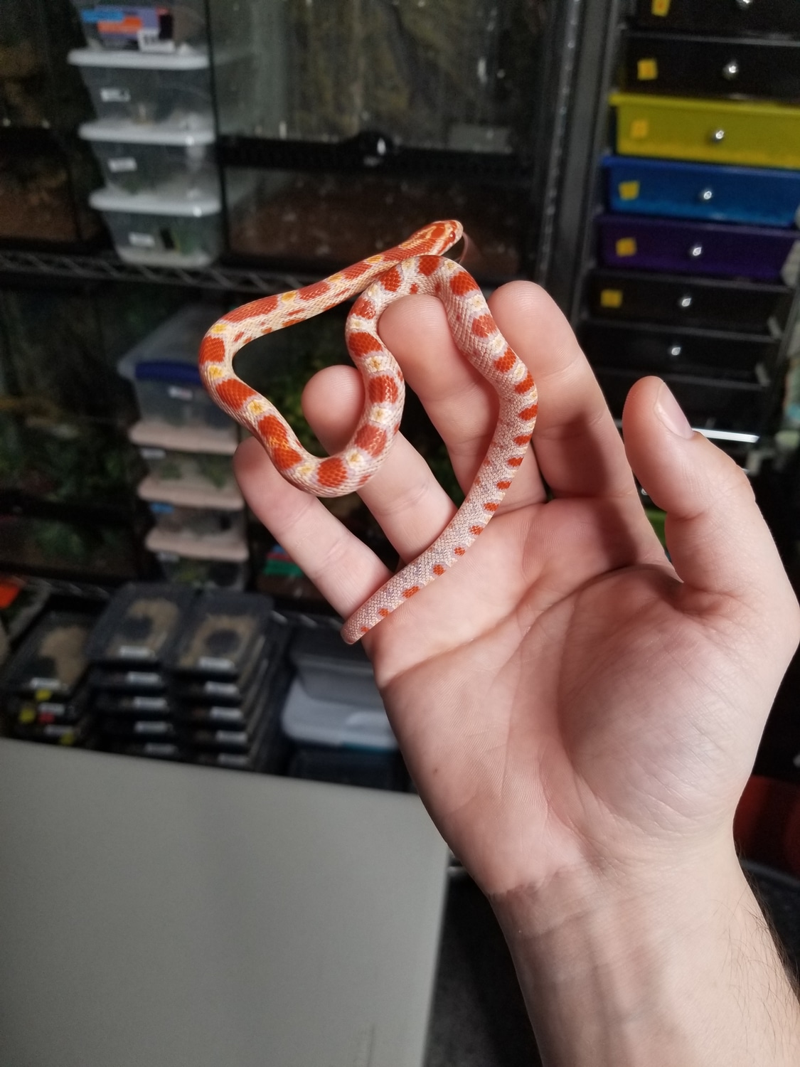 Reverse Okeetee Corn Snake by JamesJeptiles - MorphMarket