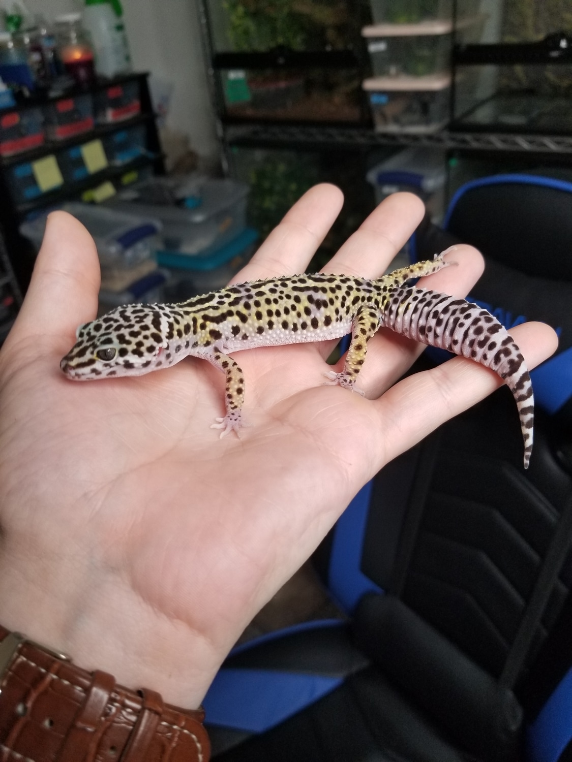 Mack Snow Black Night Outcross Het Patternless Eclipse Leopard Gecko by ...
