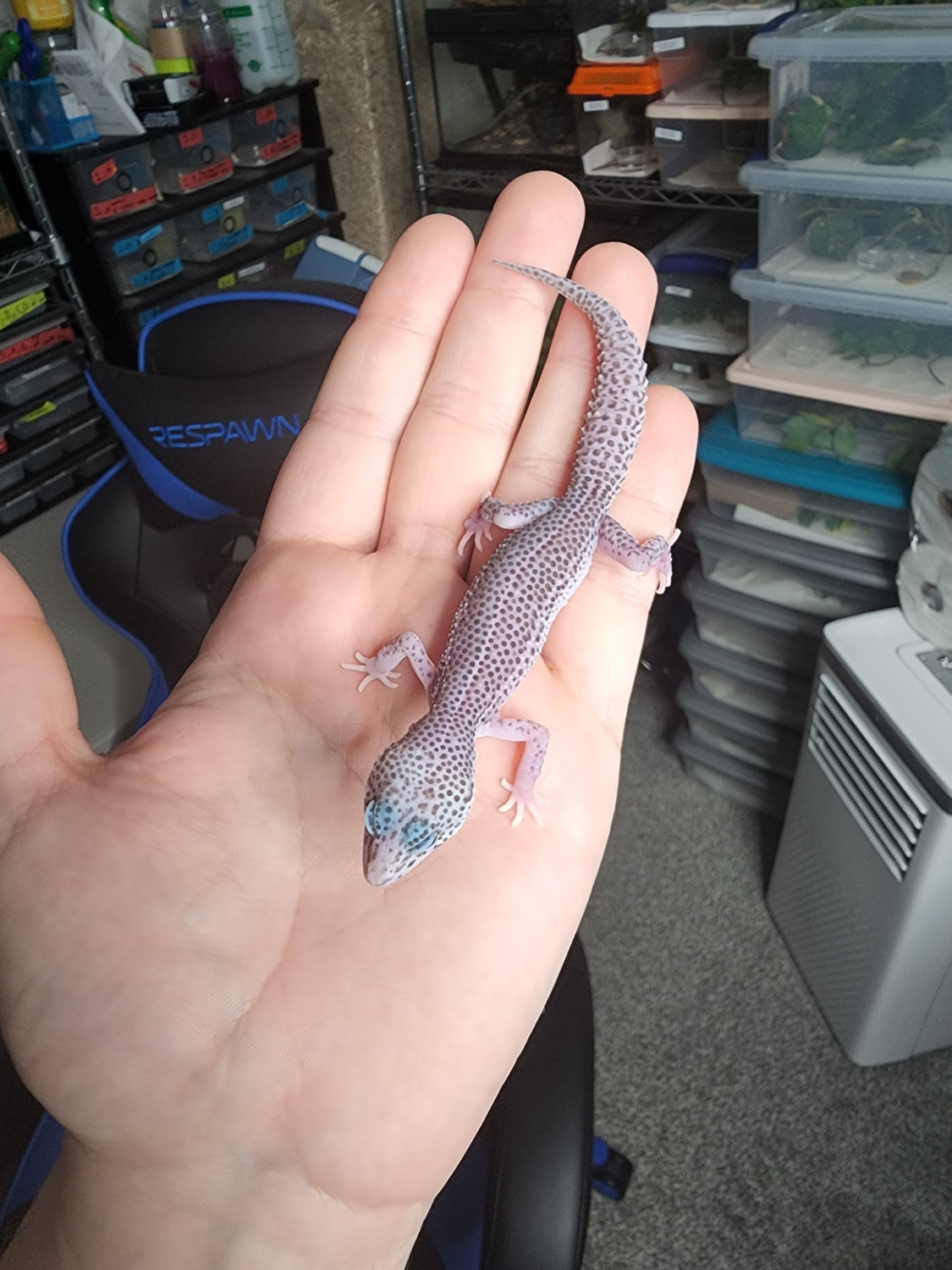 50% Black Night Super Snow Dh Patternless Eclipse Leopard Gecko by ...