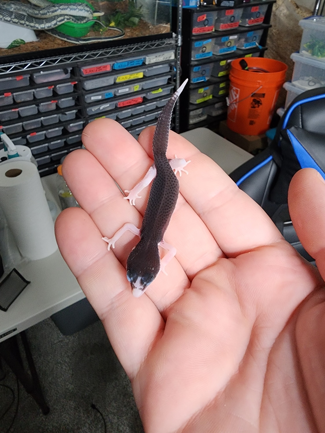 Pied Galaxy Leopard Gecko by JamesJeptiles - MorphMarket