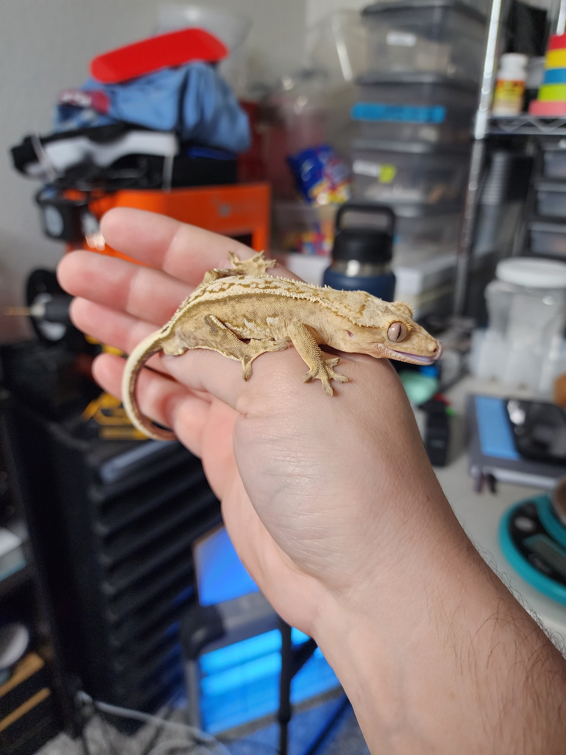 Phantom Pinstripe Crested Gecko by JamesJeptiles - MorphMarket