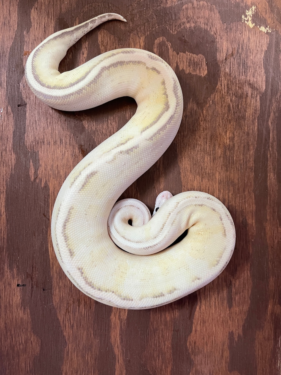 Pastel Puma Ball Python by J&H Exotics - MorphMarket