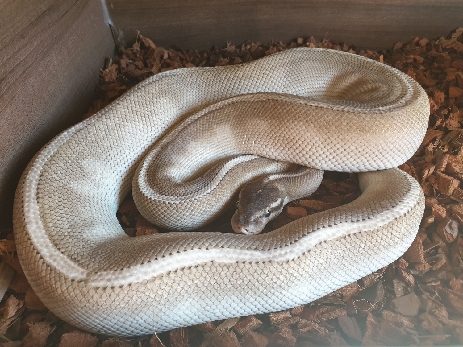Purple Passion Ball Python by Quarry - MorphMarket