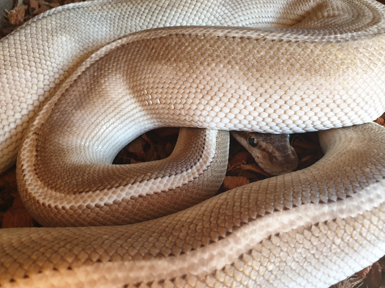 *Reduced* Purple Passion Ball Python by Quarry Royal Pythons - MorphMarket