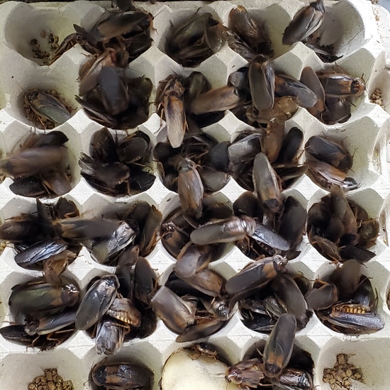 Adult Male Dubia Cockroach by Air-Cooled Reptiles