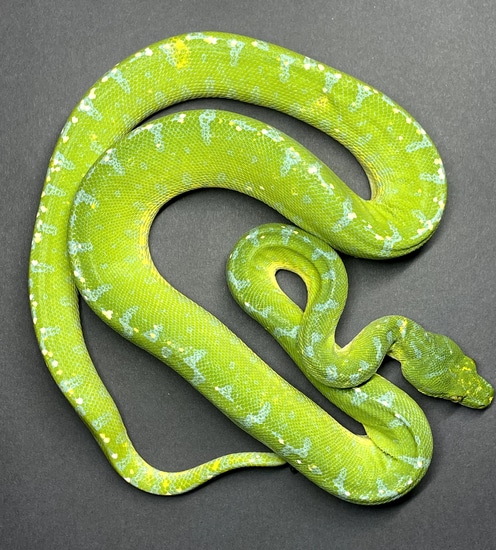 Sorong - Green Tree Python by JS Reptiles