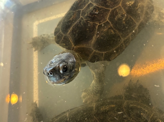 Reeves Turtles Adult Male Pond Turtle by James Terelle Turtles
