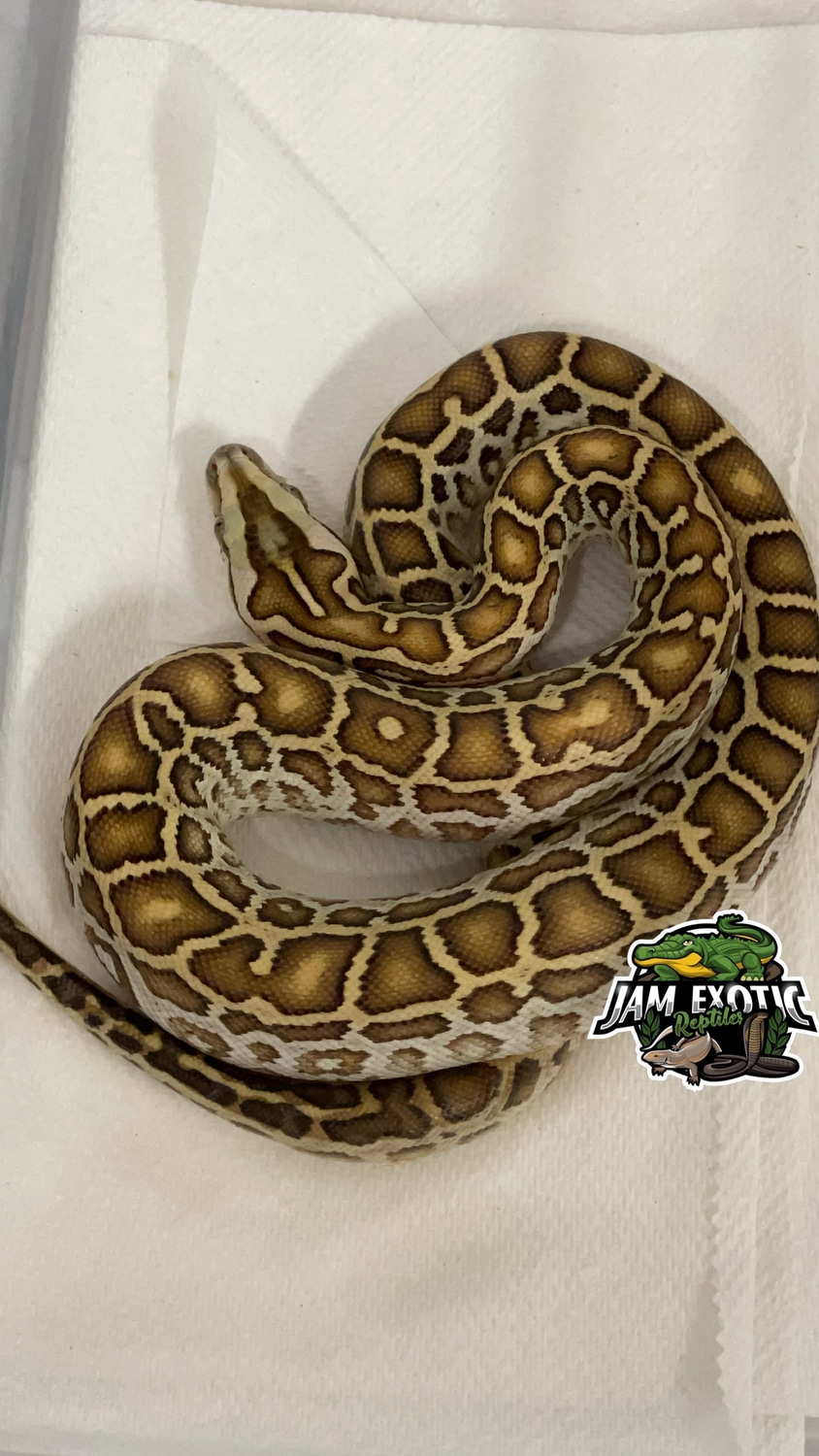 Hypo 100% Het Lab Het Albino Het Green Het Granite Burmese Python by ...