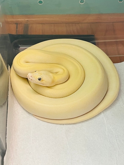 Ivory Burmese Python by Jam Exotic Reptiles